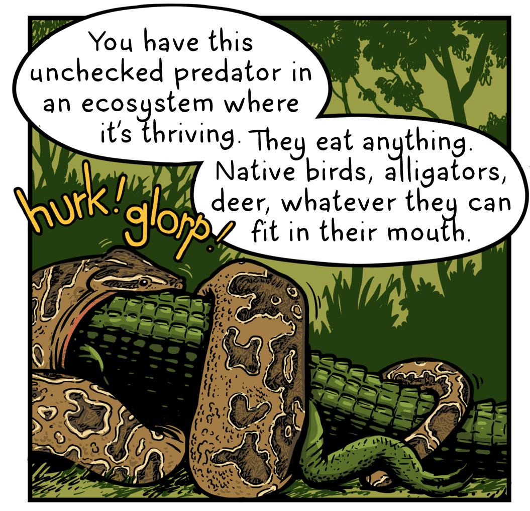 The Snakes That Ate Florida - by Andy Warner